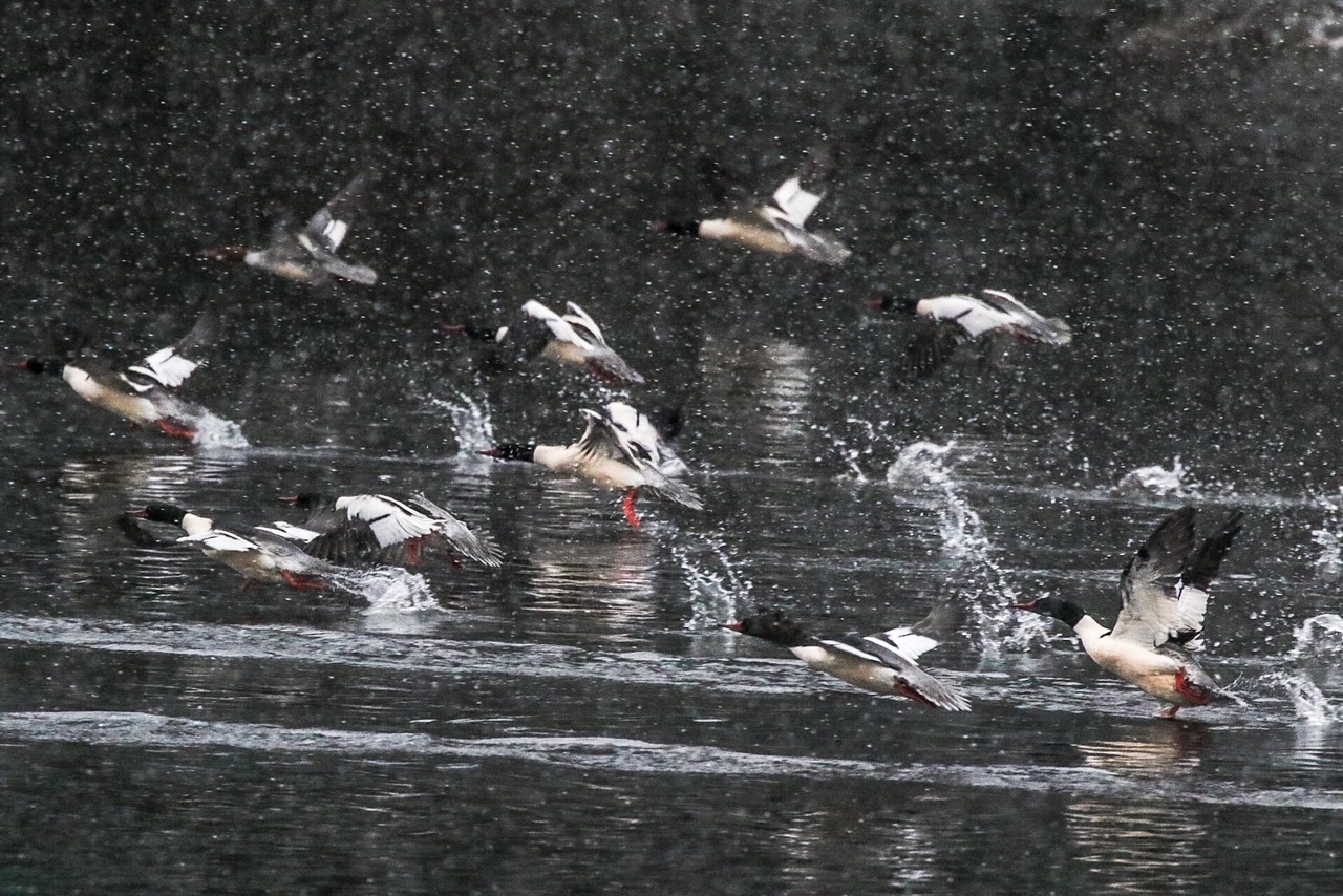 A Beginner’s Guide to Birding: Get Started with 2 Easy Steps - The Off ...